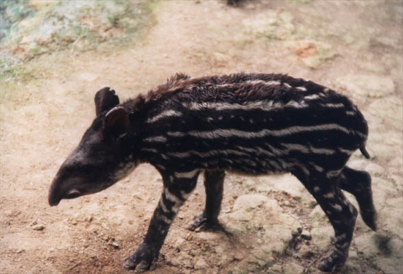 The Mayan Rainforest Photo Gallery